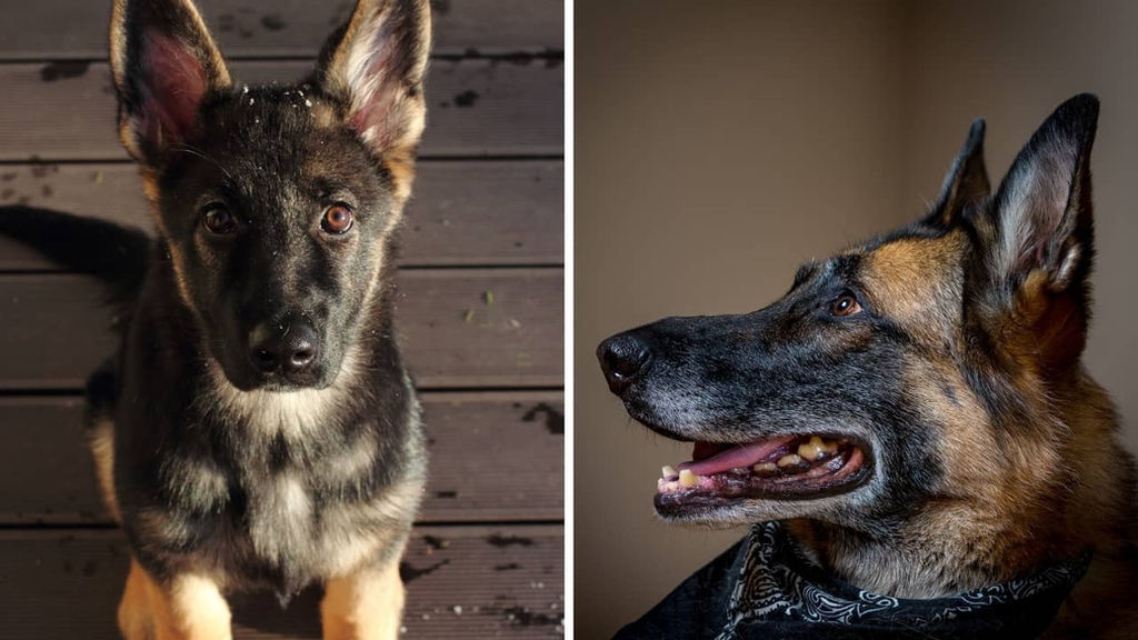 German Shepherd Dog Guide | The Good Vibe GSD