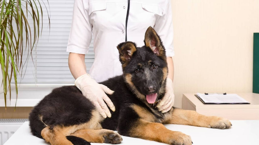 11 Common Health Problems for German Shepherds