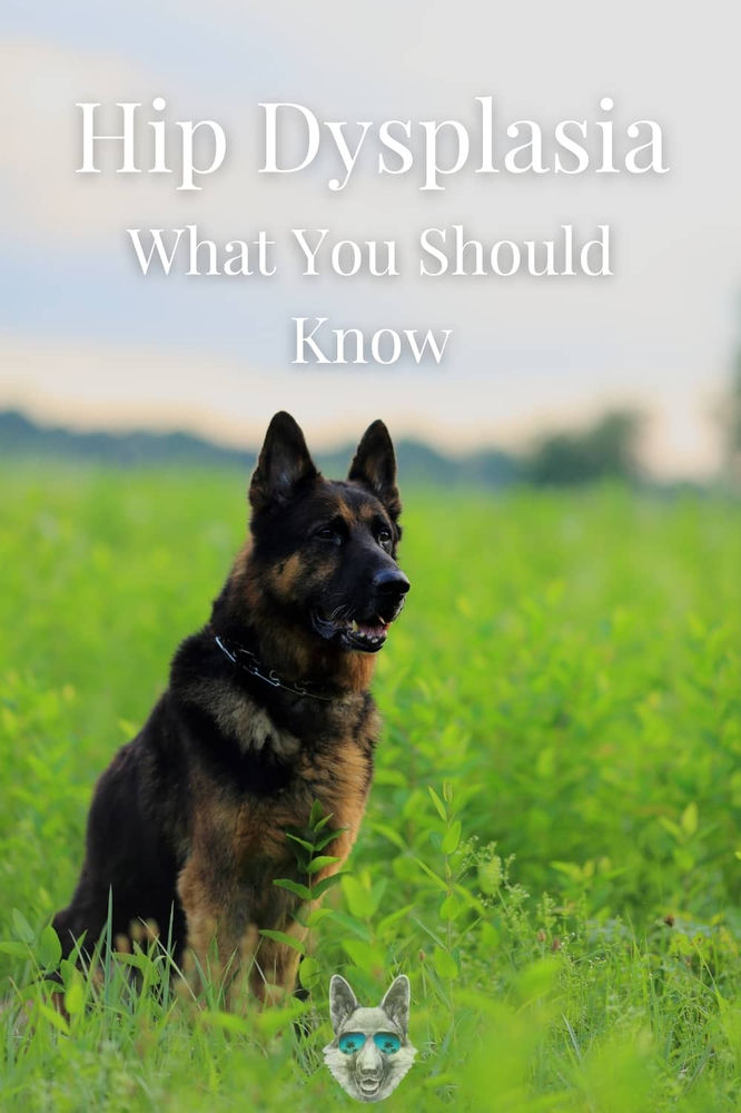 German Shepherd Hip Dysplasia ~ What you should know