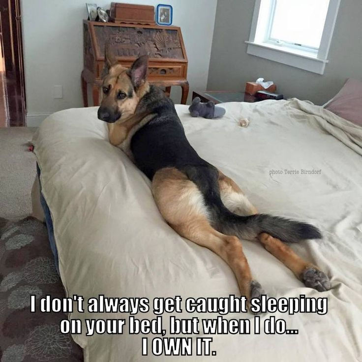 30 Totally Relatable German Shepherd Memes