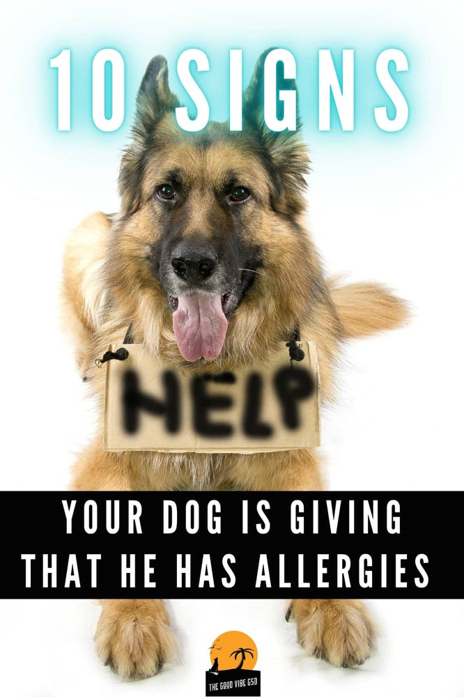 10 Signs That Your Dog Has Allergies