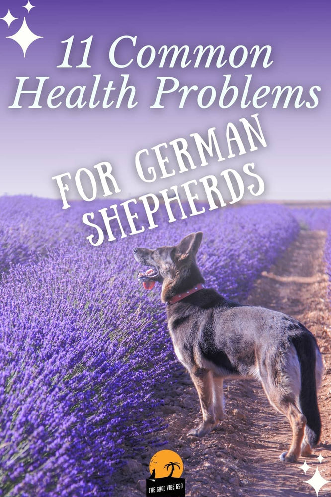 11 Common Health Problems for German Shepherds