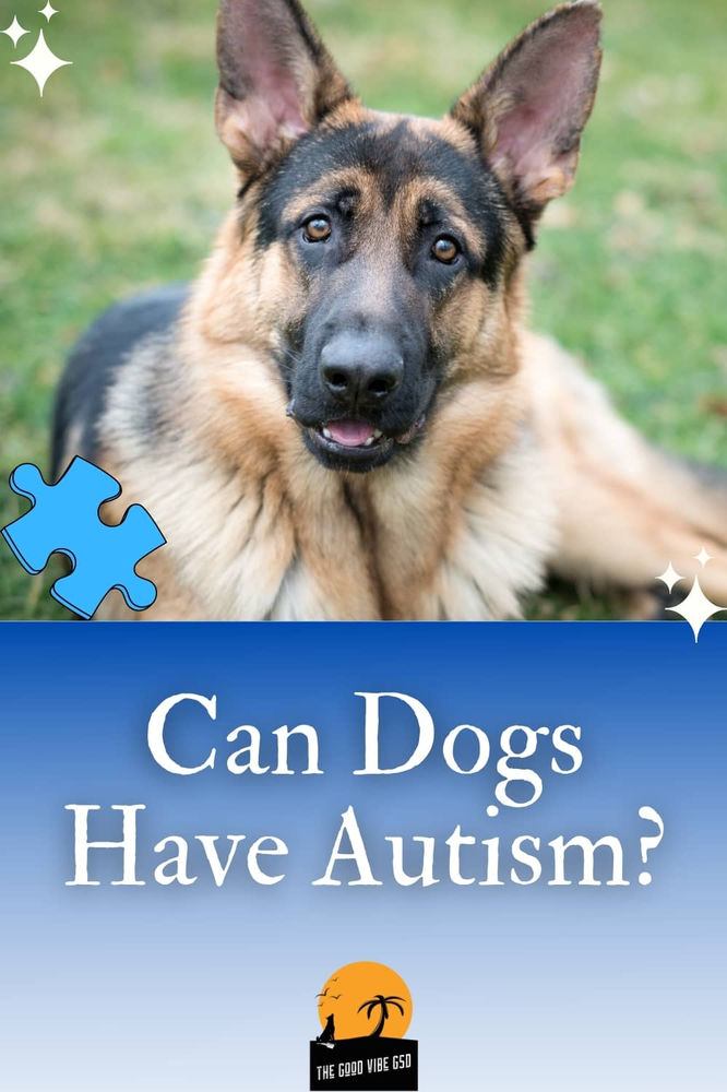Can Dogs Have Autism?