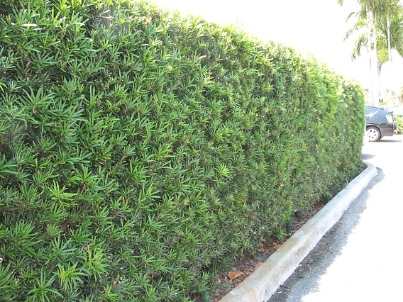podocarpus hedge