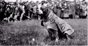 Animals from ANZAC day | Dogs and war service