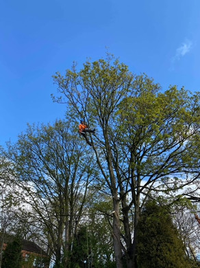 Home | J. M Tree services