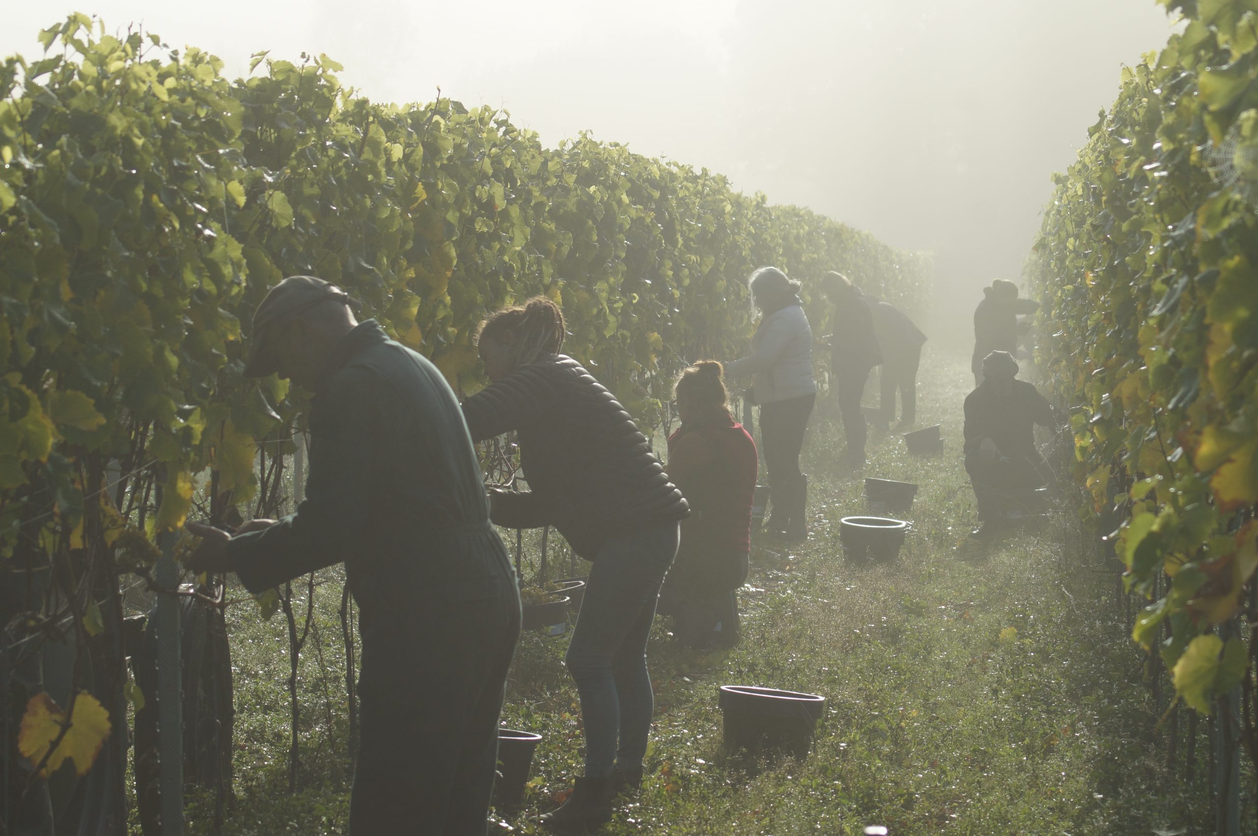 Rowton Vineyard on Best British Bubbly