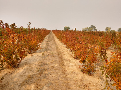 Home | Boxelder Tree Farms