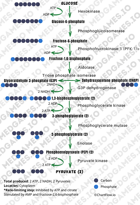 gluconeogenesis process steps