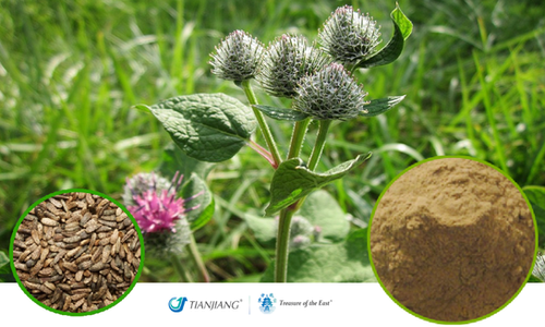 Burdock Pure Extract - Niu Bang Zi / 1 kg ( 2.2 lbs) | www.tianjiangus.com