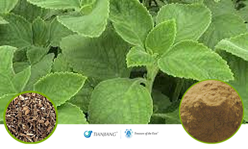 Hyssop Pure Extract - Huo Xiang - 1 kg / 2.2 lbs | www.tianjiangus.com