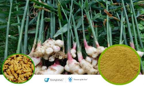 Fresh Ginger Pure Extract -Sheng Jiang 1 kg / 2.2 lbs | www.tianjiangus.com