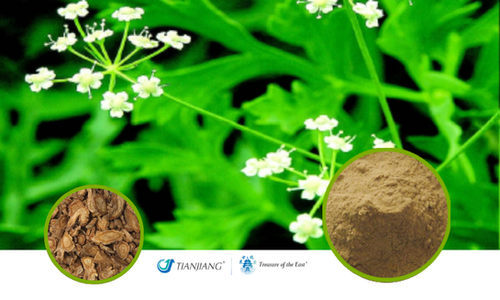 Siler Root Pure Extract - Fang Feng - 1 kg / 2.2 lbs | www.tianjiangus.com