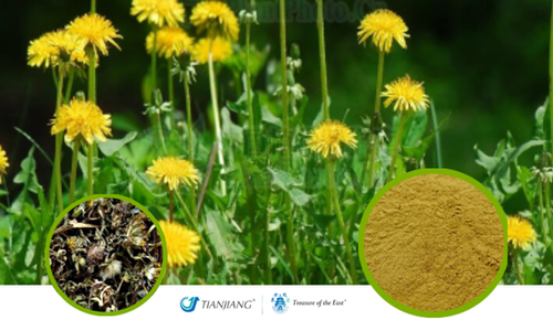 Dandelion Pure Extract - Pu Gong Ying - 1 kg / 2.2 lbs | www ...