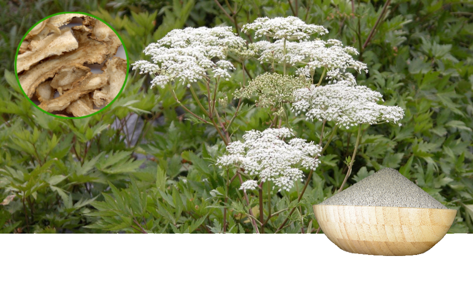 DONG QUAI Pure Extract - Dang Gui / 1 kg (2.2 lbs) | www.tianjiangus.com