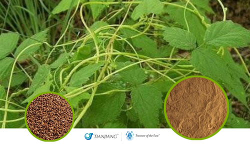 Cuscuta Pure Extract - Tu Si Zi - 1 kg / 2.2 lbs | www.tianjiangus.com