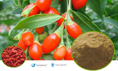 Go Ji Berry Pure Extract - Gou Qi Zi 1 kg / 2.2 lbs | www.tianjiangus.com