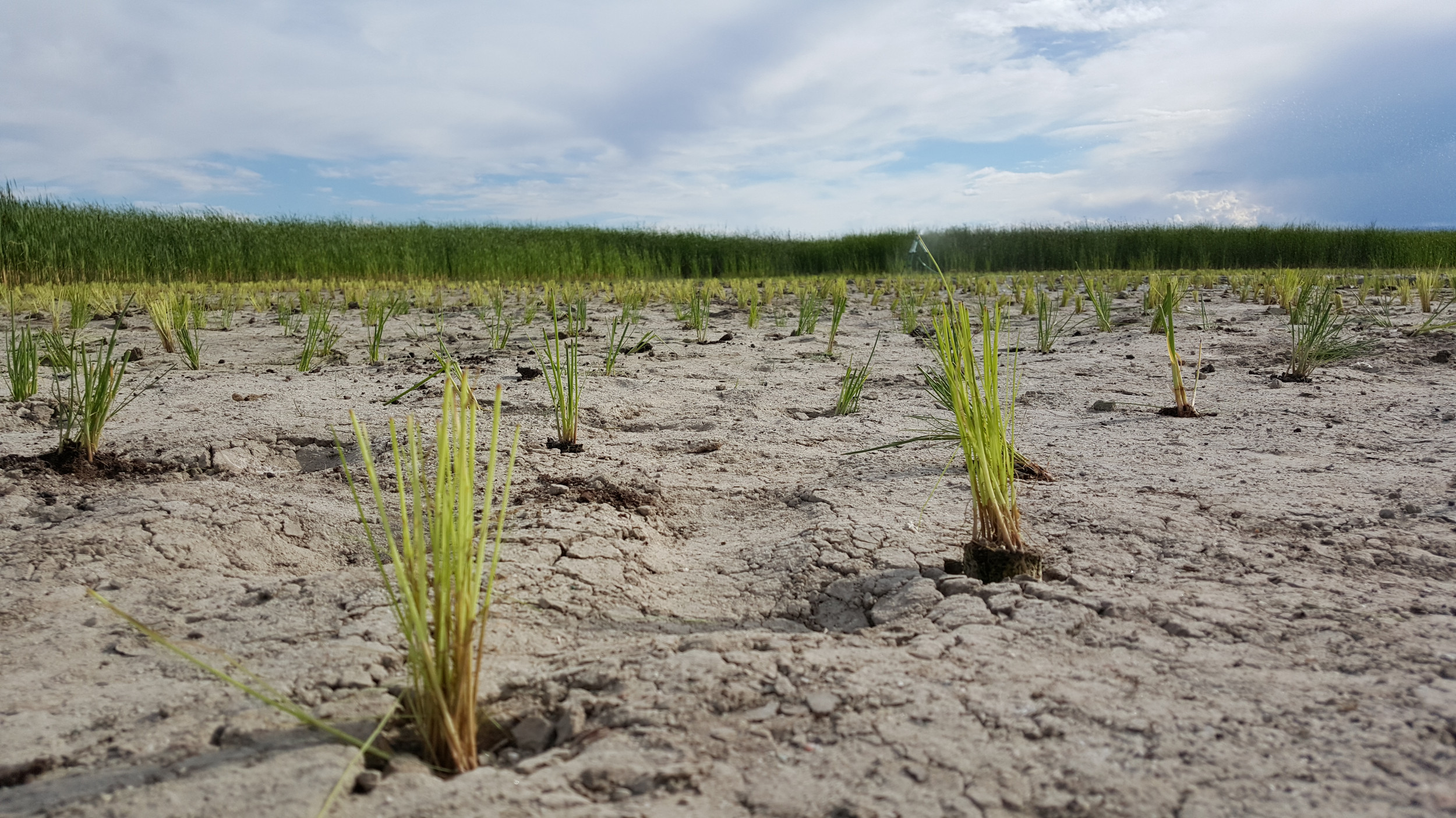 Revegetation Services | Rocky Mountain Reclamation