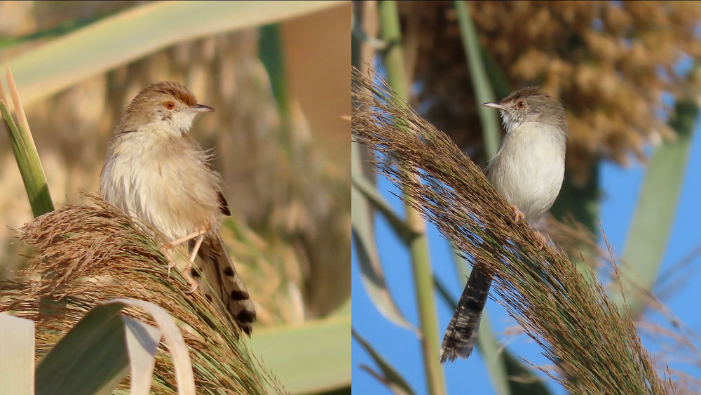 The Prinias of Eastern Arabia: Graceful (P. gracilis) vs Delicate (P ...
