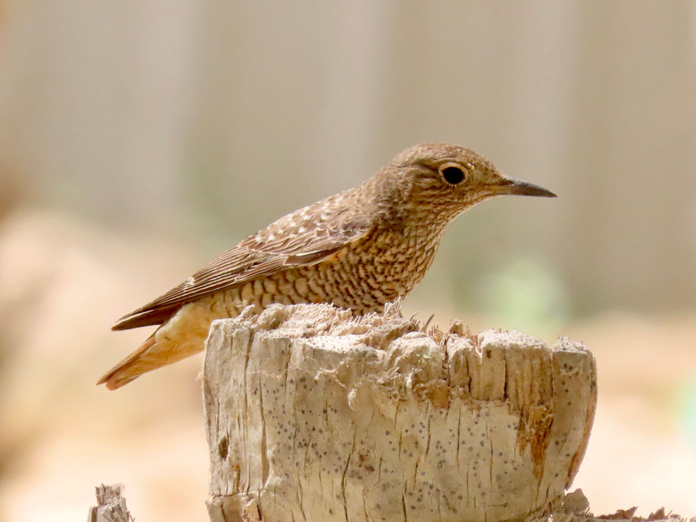 Spring Birding around Salwa in the Eastern Province