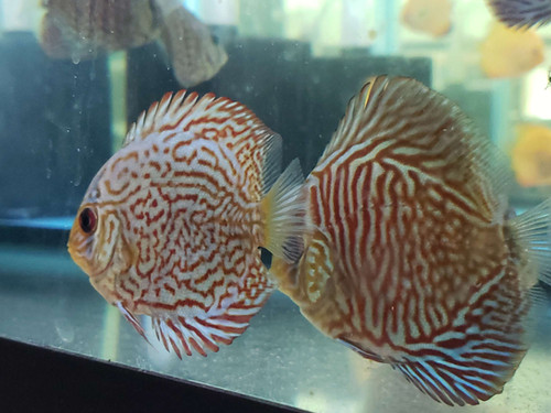 Discus Red Tiger | Fishcave