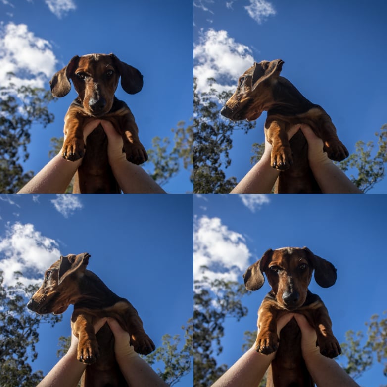 We Got A Puppy! How Getting A Dachshund Changed My Perspective of ...