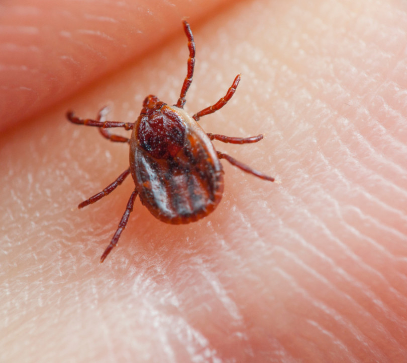 Tick-Borne Illness, Chronic Lyme Disease and CIRS: Why Regulating ...