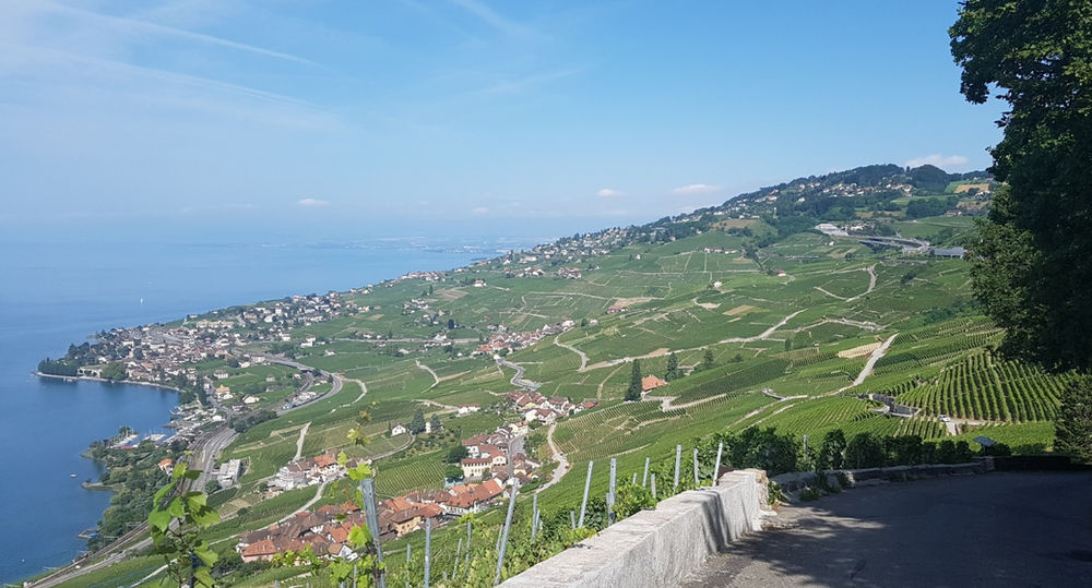 Le vignoble en terrasse de Lavaux, histoire, AOC