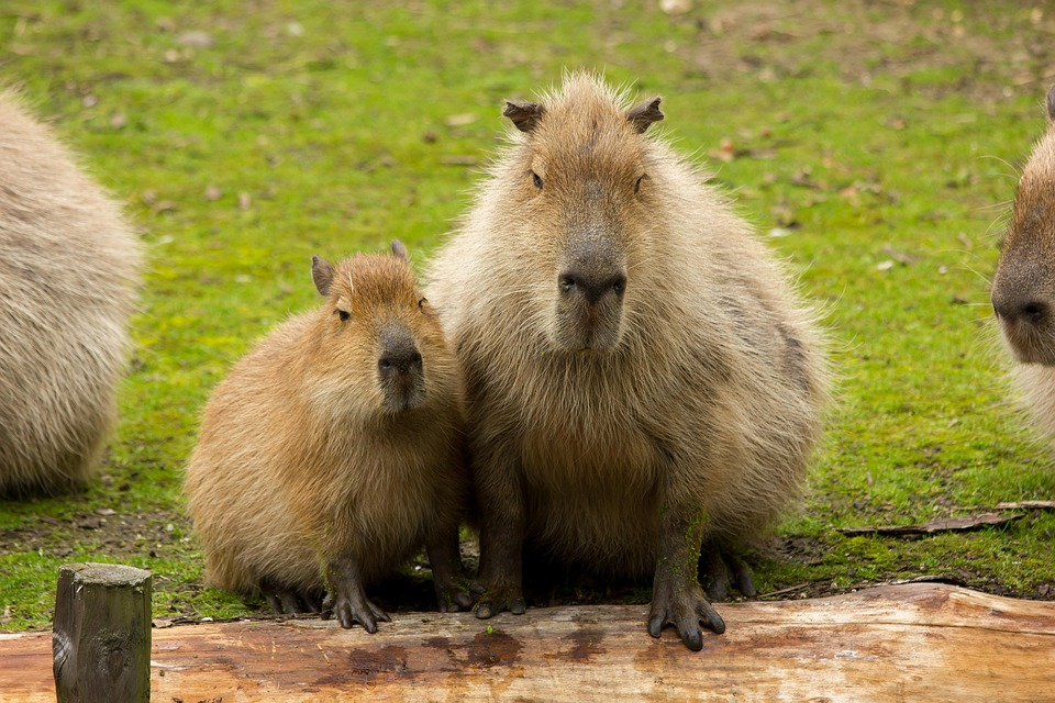 Do Capybaras Bite or Attack Humans?