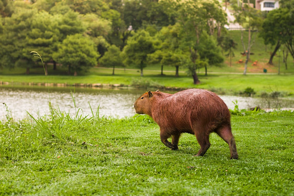 Are There Capybaras in Texas? What You Should Know