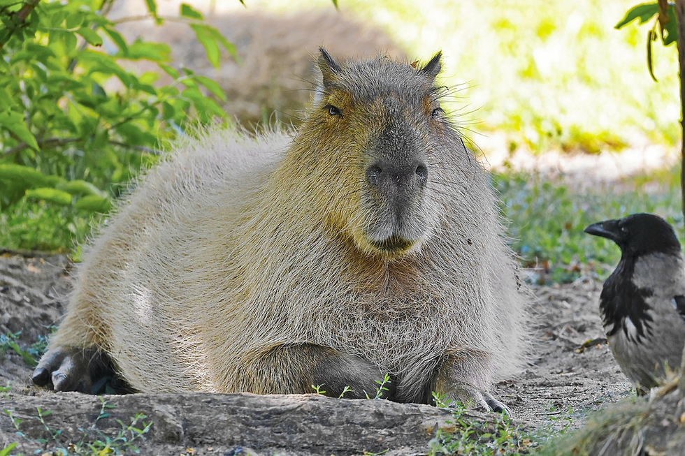 How Big Are Capybaras: Size, Characteristics, and More