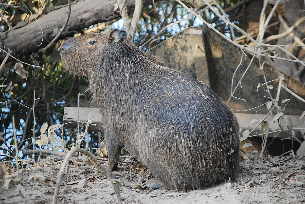 Do Crocodiles Eat Capybaras? Exploring the Predator-Prey Relationship