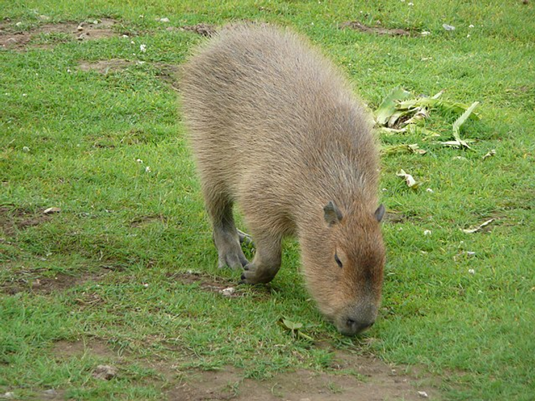 Can Capybaras Be Potty Trained? A Comprehensive Guide