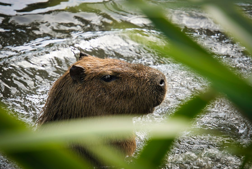 How Long Do Capybaras Live? Exploring Their Lifespan
