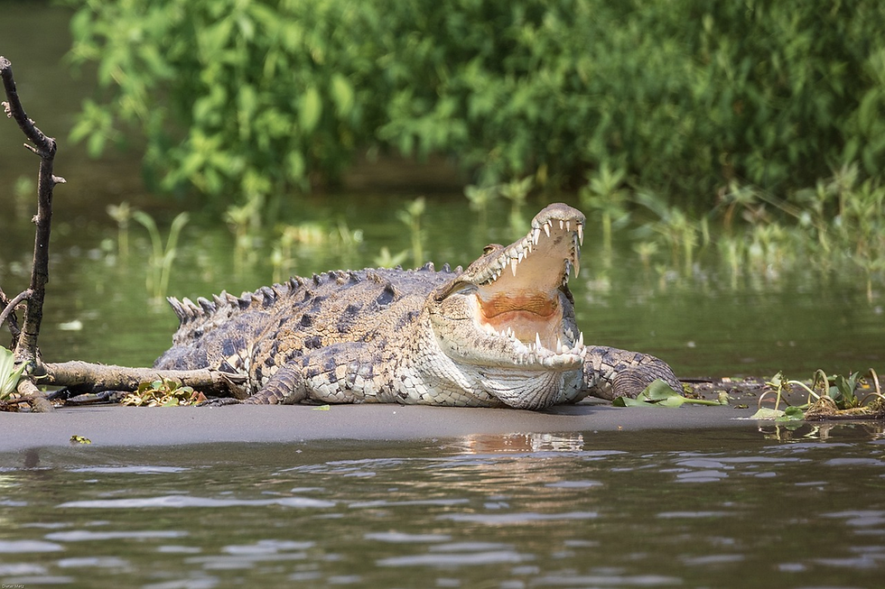 crocodiles attack capybaras