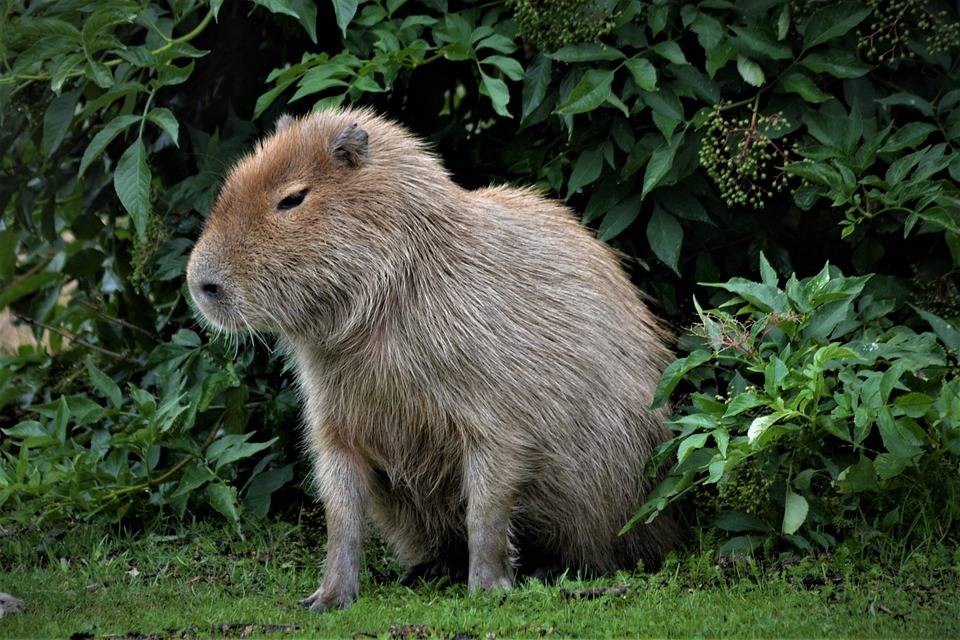 Can You Own a Capybara in Indiana?