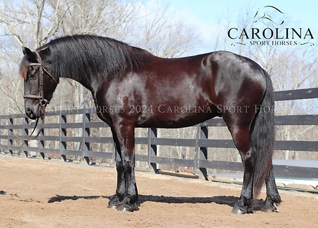 Our Horses | CarolinaSportHorses
