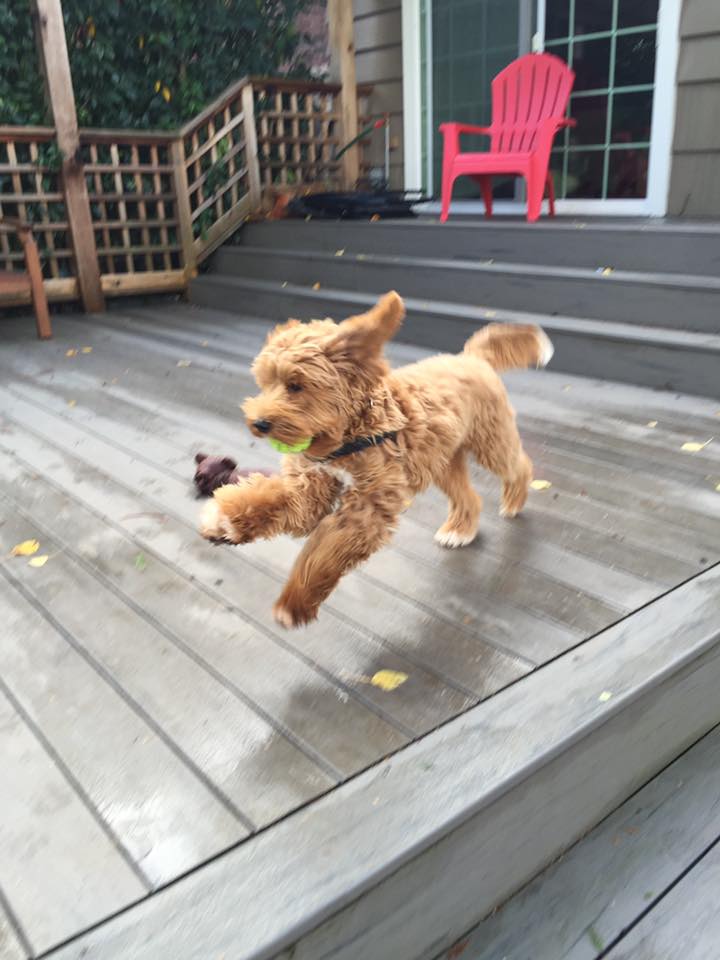 Home | Mutts Match Seattle