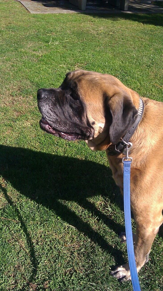 Home | Mutts Match Seattle