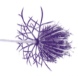 MAKE IT BLOOM! | make-it-bloom