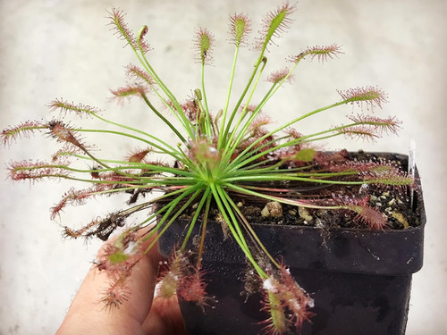 Drosera intermedia "Carolina Giant" x "Roraima State, Brazil" Seeds ...