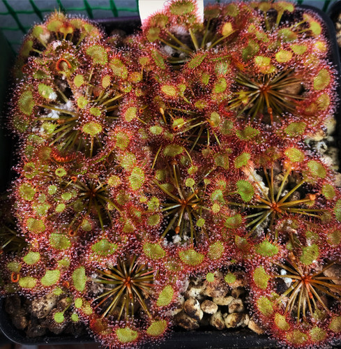 Drosera yilgarnensis | Carlton Carnivores