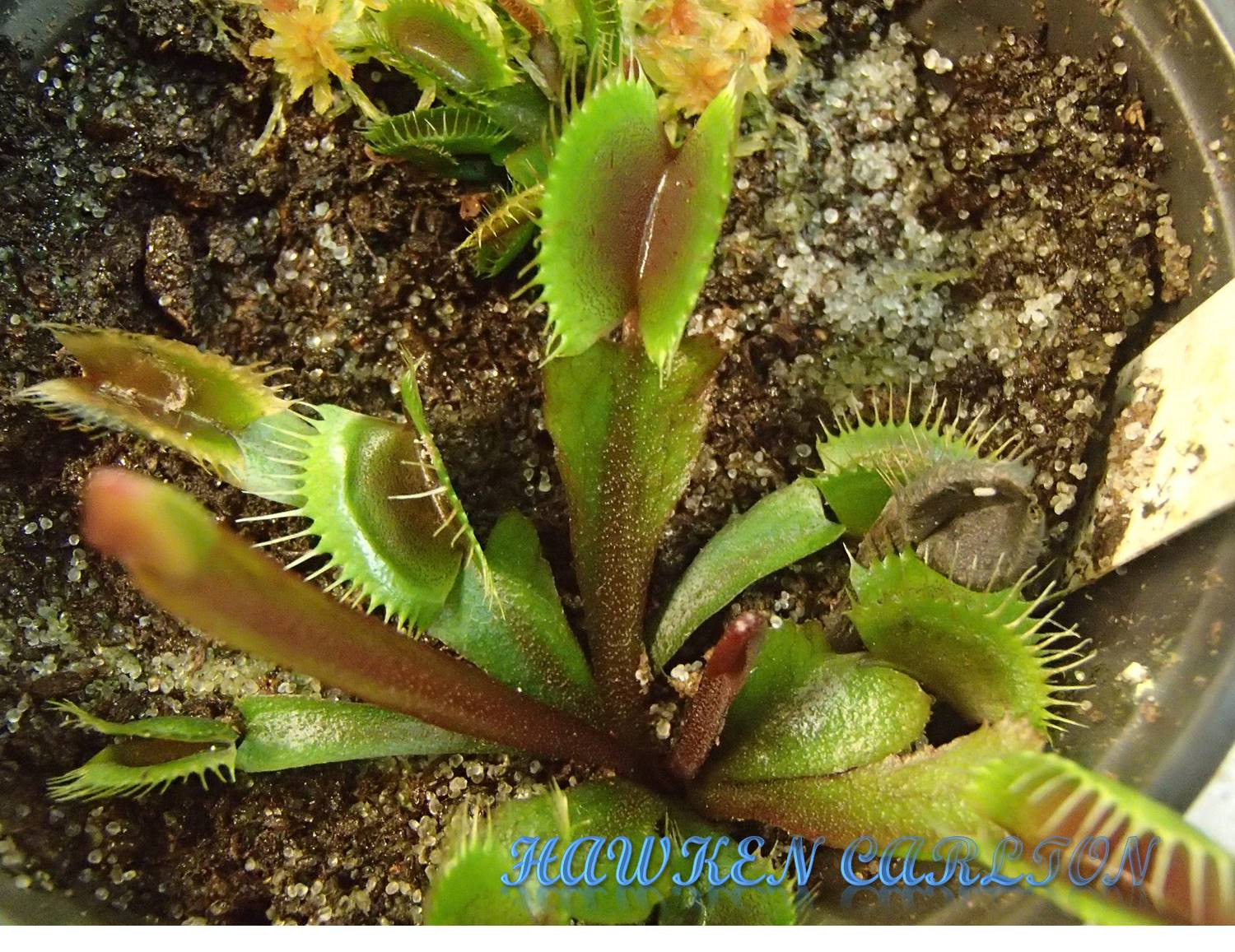 Dionaea muscipula | Carlton Carnivores