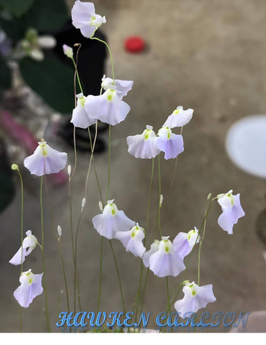 Utricularia livida "Mexico" | Carlton Carnivores