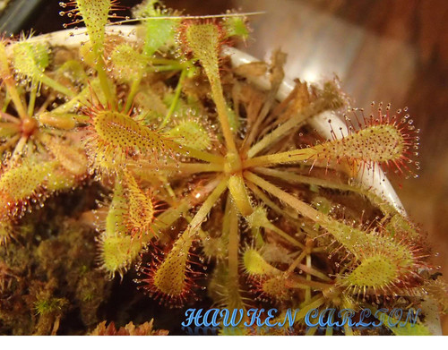 Drosera tokaiensis x capensis "typical" | Carlton Carnivores