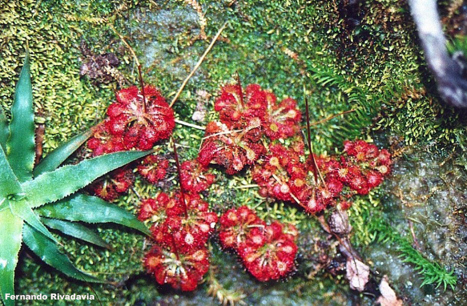 Drosera esmeraldae | Carlton Carnivores