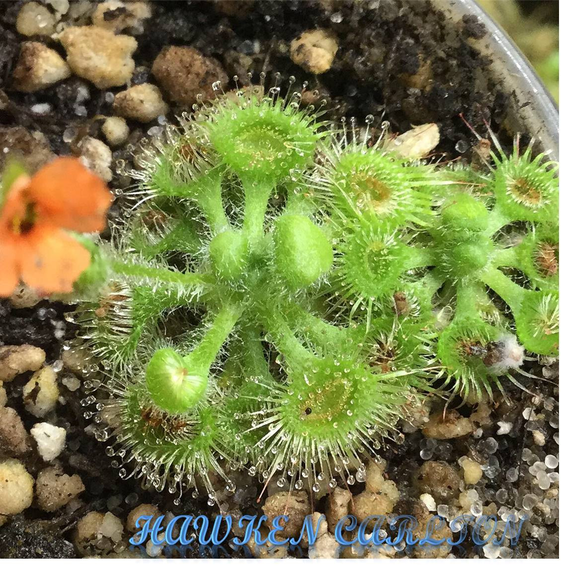 Drosera glanduligera | Carlton Carnivores