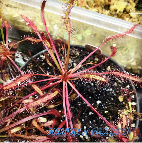 Drosera capensis "red leaf" | Carlton Carnivores