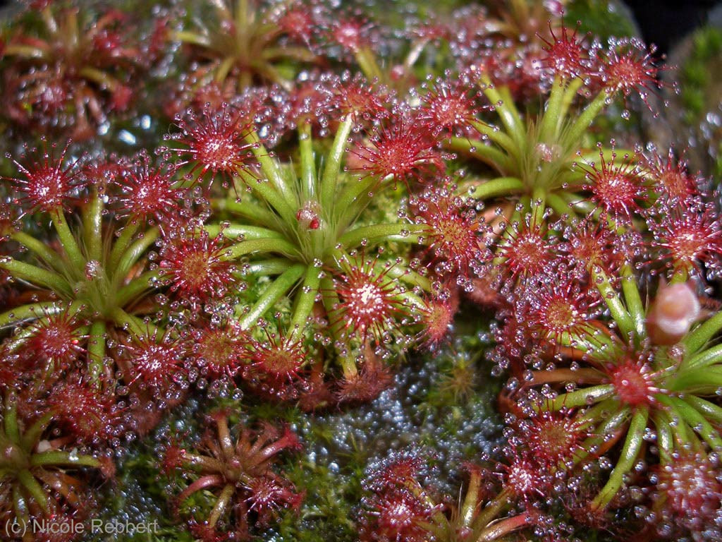 Drosera solaris | Carlton Carnivores