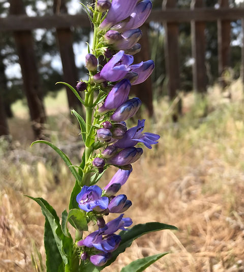 penstemon strictus